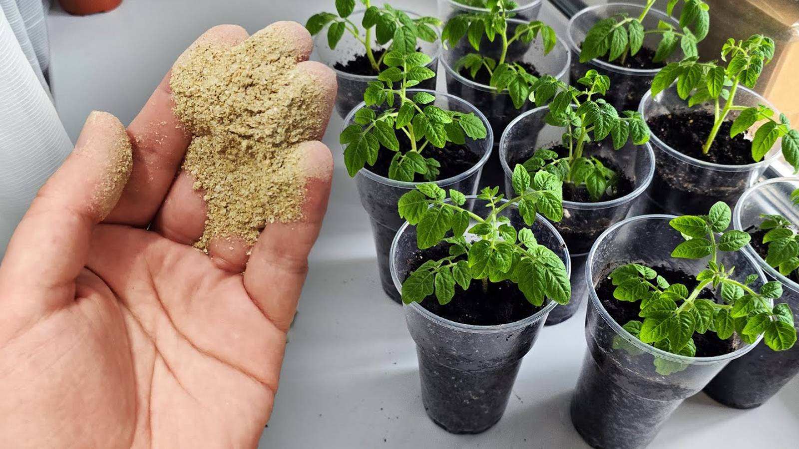 НИКОГДА НЕ ВЫРАЩИВАЙТЕ ТОМАТЫ И ПЕРЕЦ БЕЗ_ЭТОГО! БАБУШКА ДОБАВЛЯЕТ