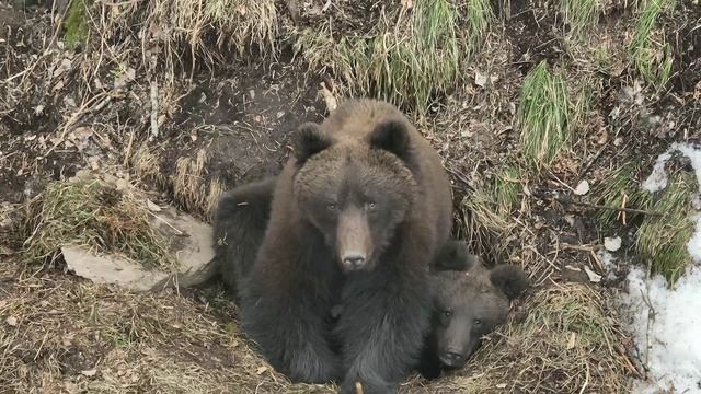 В Алтайском заповеднике сняли на видео выход медведей из берлоги