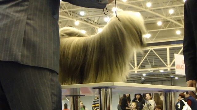 International Dog Show "Ukraine 2013" Lhasa Apso
