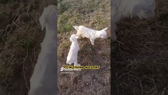 КОЗЛЯТА РОДИЛИСЬ 1000043825.mp4