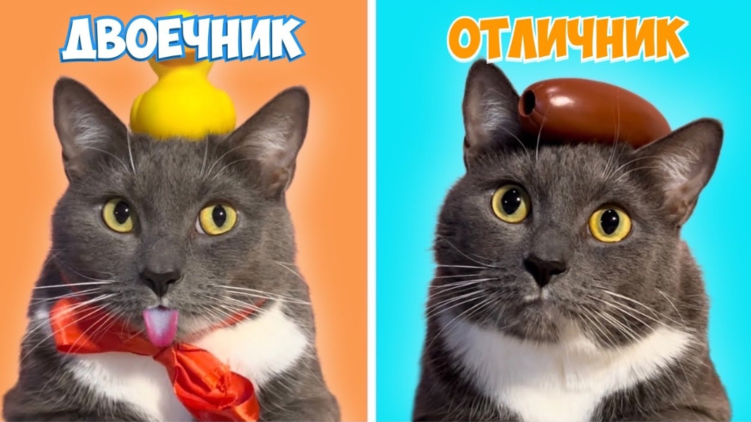 Виды учеников - если бы котики ходили в школу