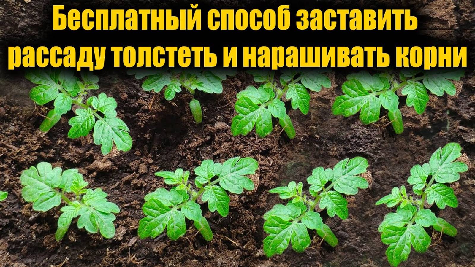 Я ОБАЛДЕЛ, 1 ЛОЖКА ЗАСТАВЛЯЕТ ЛЮБУЮ РАССАДУ ТОЛСТЕТЬ И АКТИВНО РАЗВИВАТЬСЯ, РАССАДА КОРЕНАСТАЯ