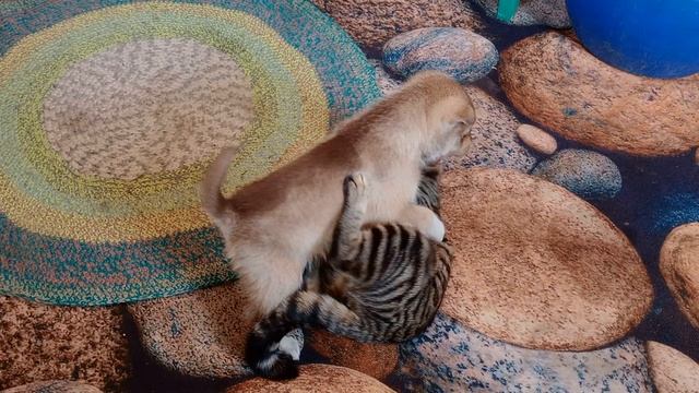 Знакомство/ кот Мотя и щенок Север.