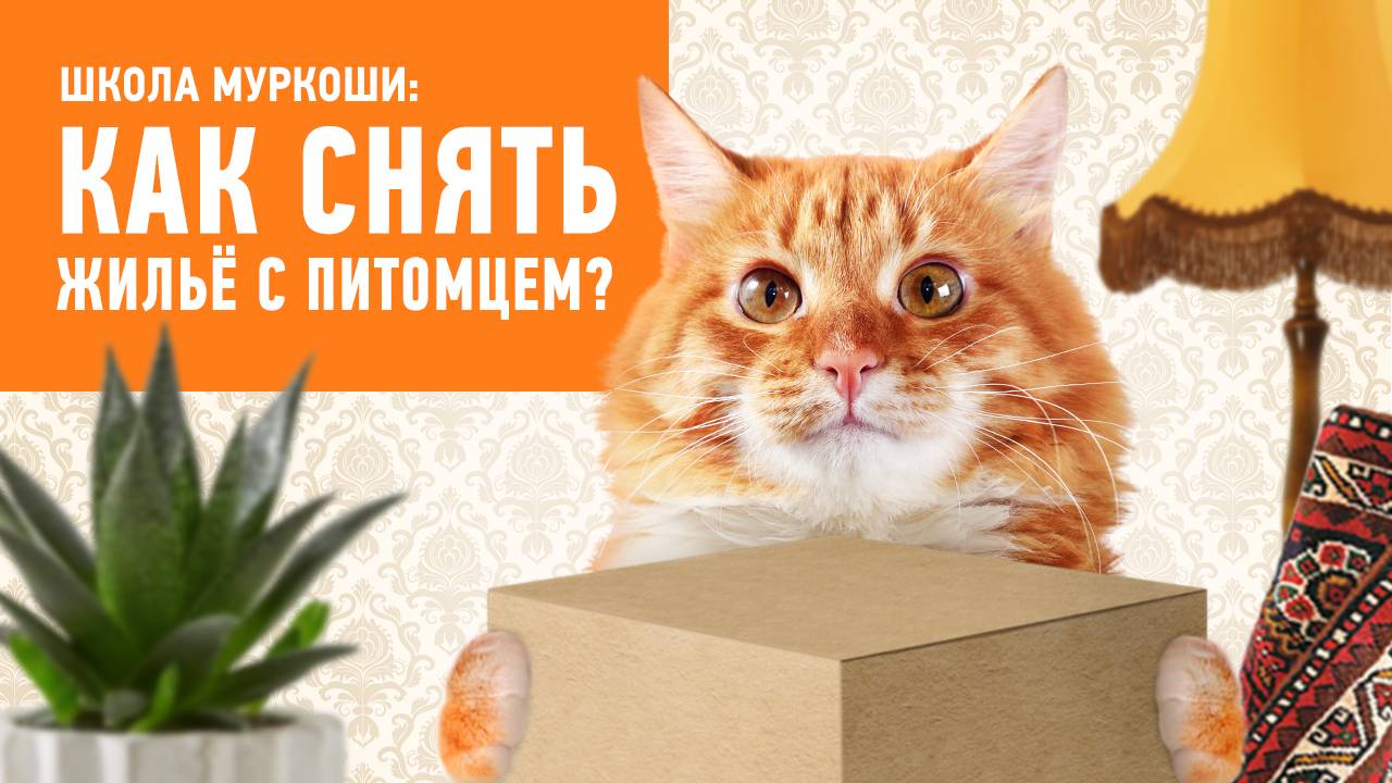 Школа Муркоши #9. Как снять жильё с питомцем?
