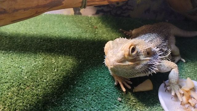 Бородатая агама акробат💪💪💪.