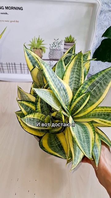 #САНСЕВИЕРИЯ после зимовки🍀Голден Флейм🍀Ханни Голд #цветы #растения #тещинязык #вариегатный