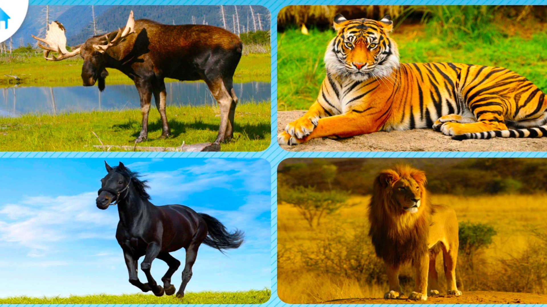 Учим названия животных #2/ Развивающее видео для малышей / Познавательный мультфильм для детей