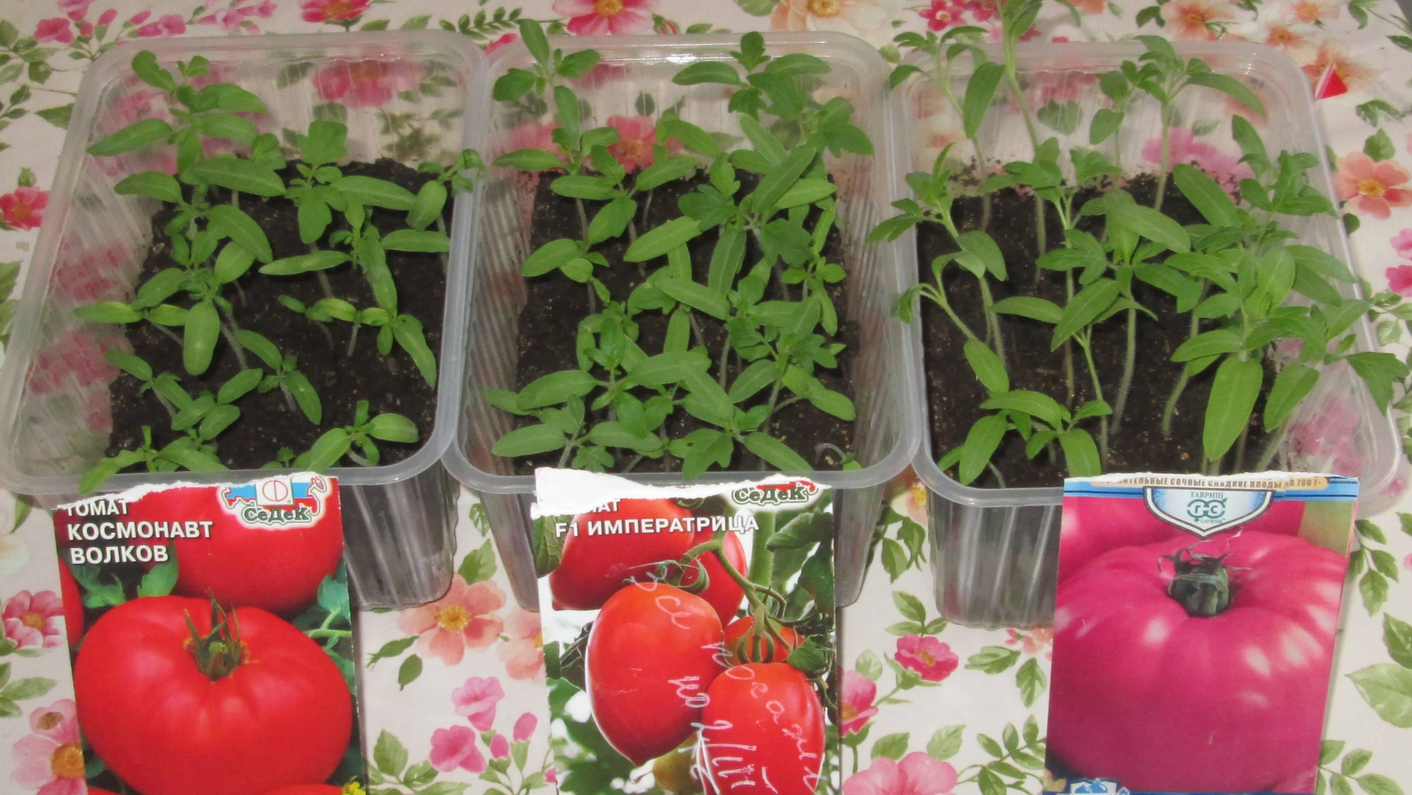 Всходы томатов