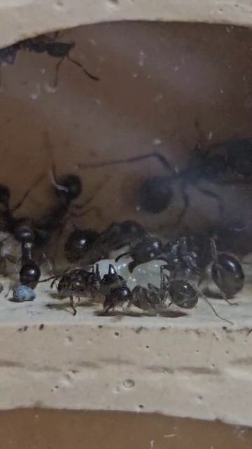 Муравьиная ферма