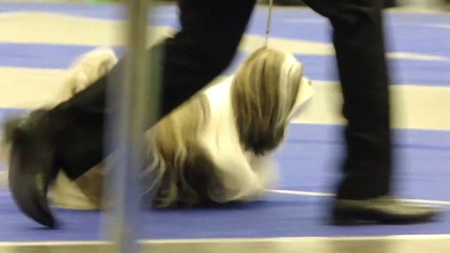 International Dog Show "Ukraine 2013" Lhasa Apso