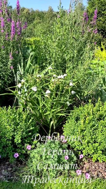 Герань Пепл Пиллоу, Дербенник иволистный, самшит, традесканция