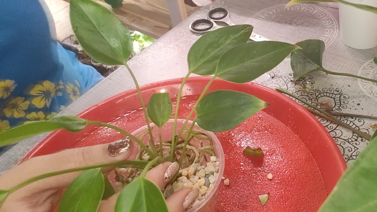 Перевожу антуриумы в минеральный грунт