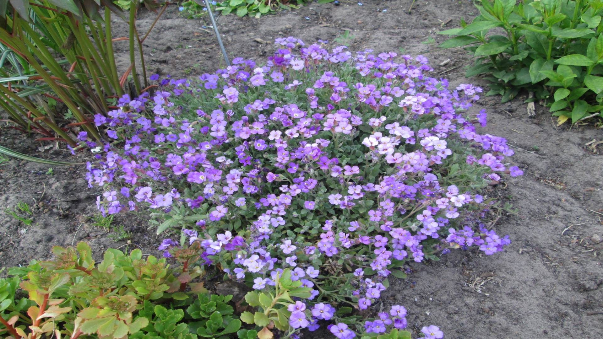 Орбиета или аубреция из семян #59