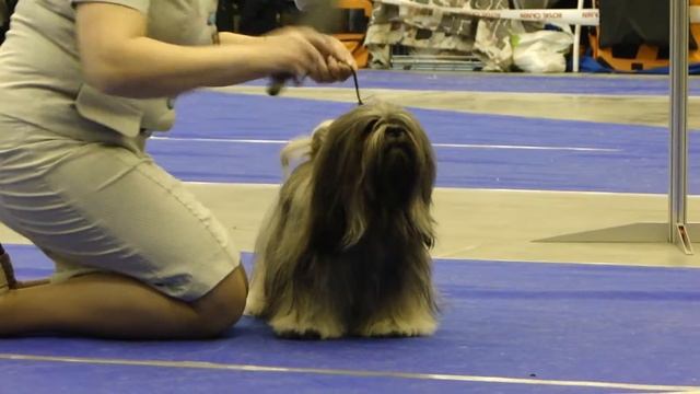 International Dog Show "Ukraine 2013" Lhasa Apso