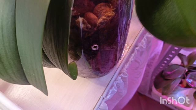 6 орхидей дали цветоносы 😊ну не радость ли!