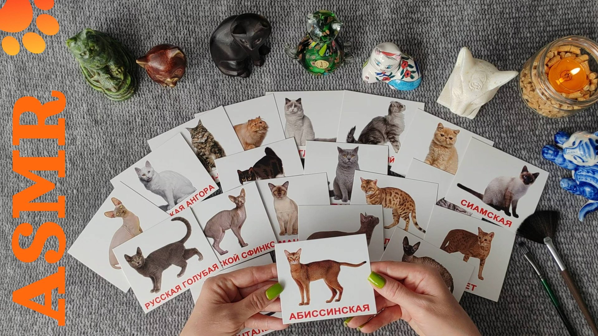 #15 Рассматриваем породы кошек под тихий голос с элементами АСМР / ASMR