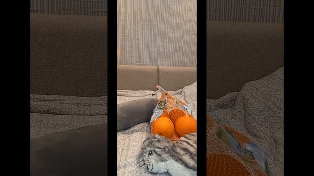 Кот батон заболел
