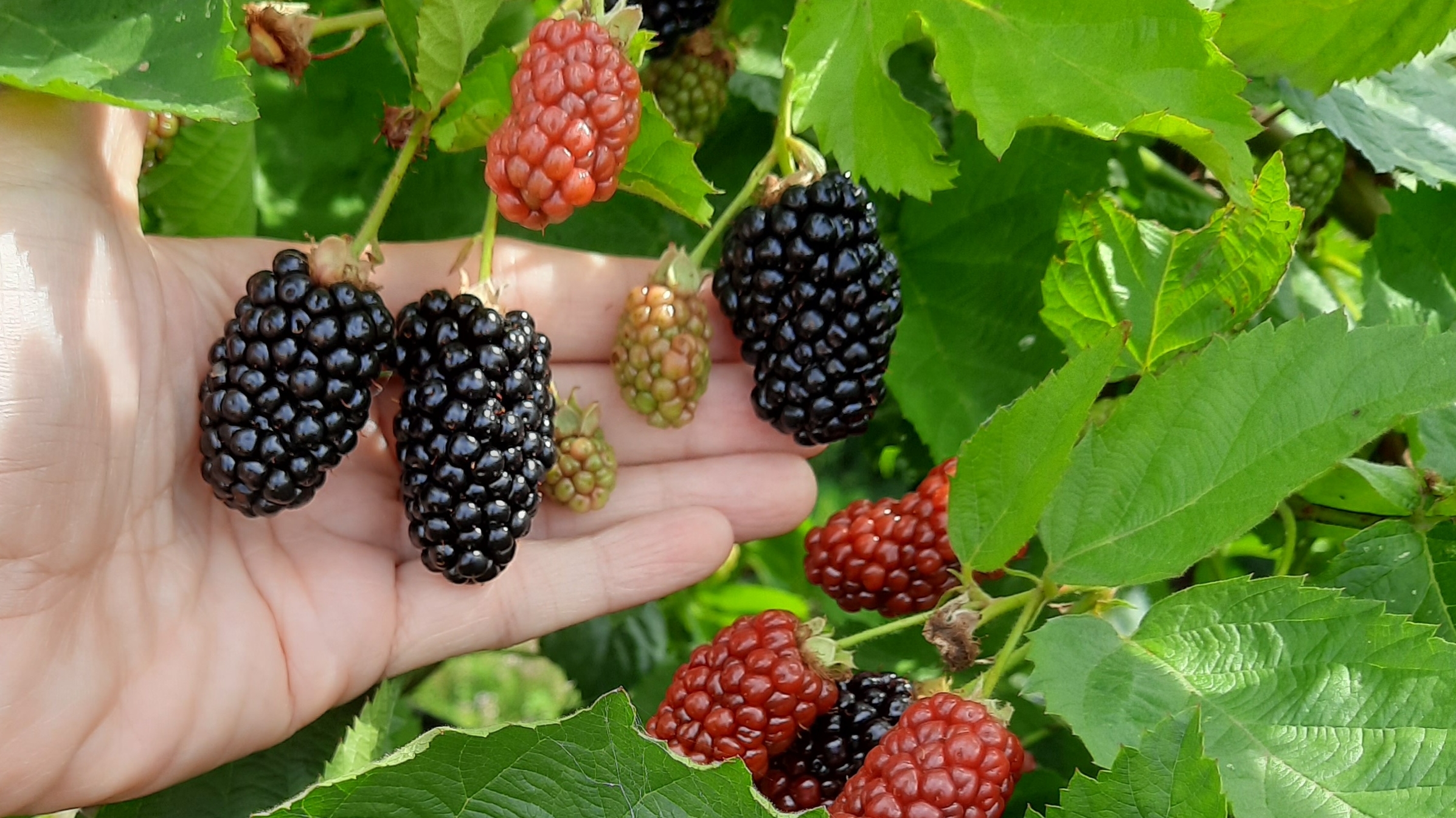 Какие сорта ежевики посадить в Татарстане