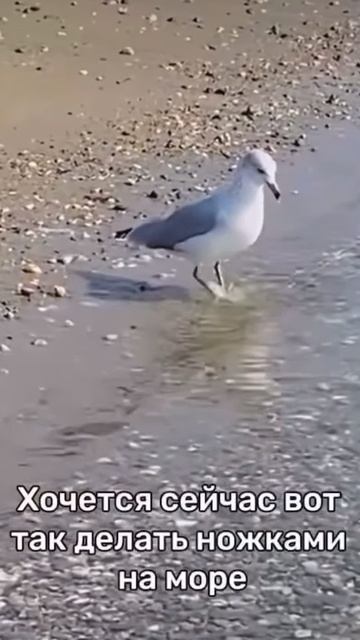 #shorts #top #смешныевидео