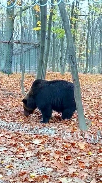 Встреча с медведем в лесу