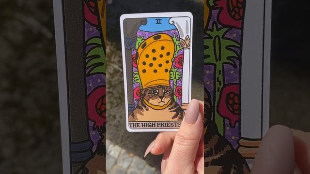 Загадай три желания #гадание #гаданиенажелание #гадалка #catmemetarot #tarot #gadanie