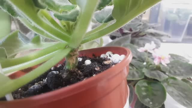 Как ухаживать, чтобы у Фиалки НЕ БЫЛО длинной ШЕИ - 2 СЕКРЕТА в уходе!