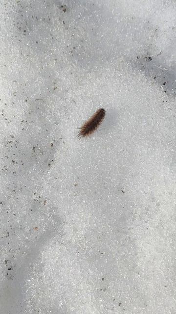 Гусеница 19 марта в Омской области ползёт по снегу