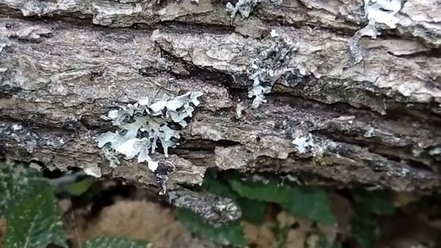 Муравьи в древесине строят ходы