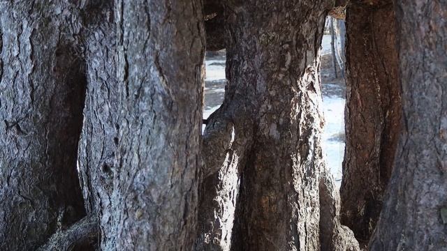 Внимательным взглядом № 22. Застывшая сказка.