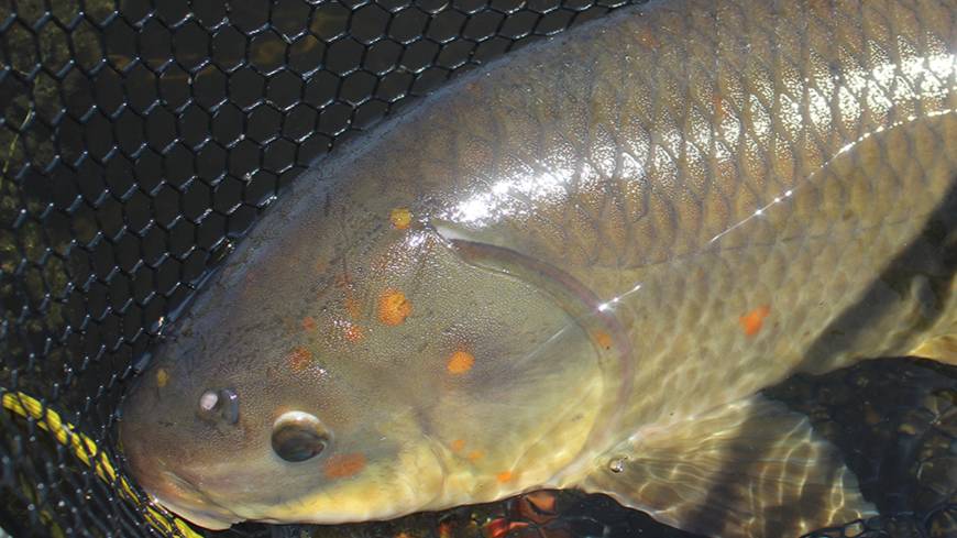 РР4, река Ахтуба. Ловим буффало!