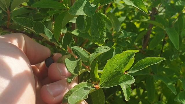 0056_2023_Ягодный сезон