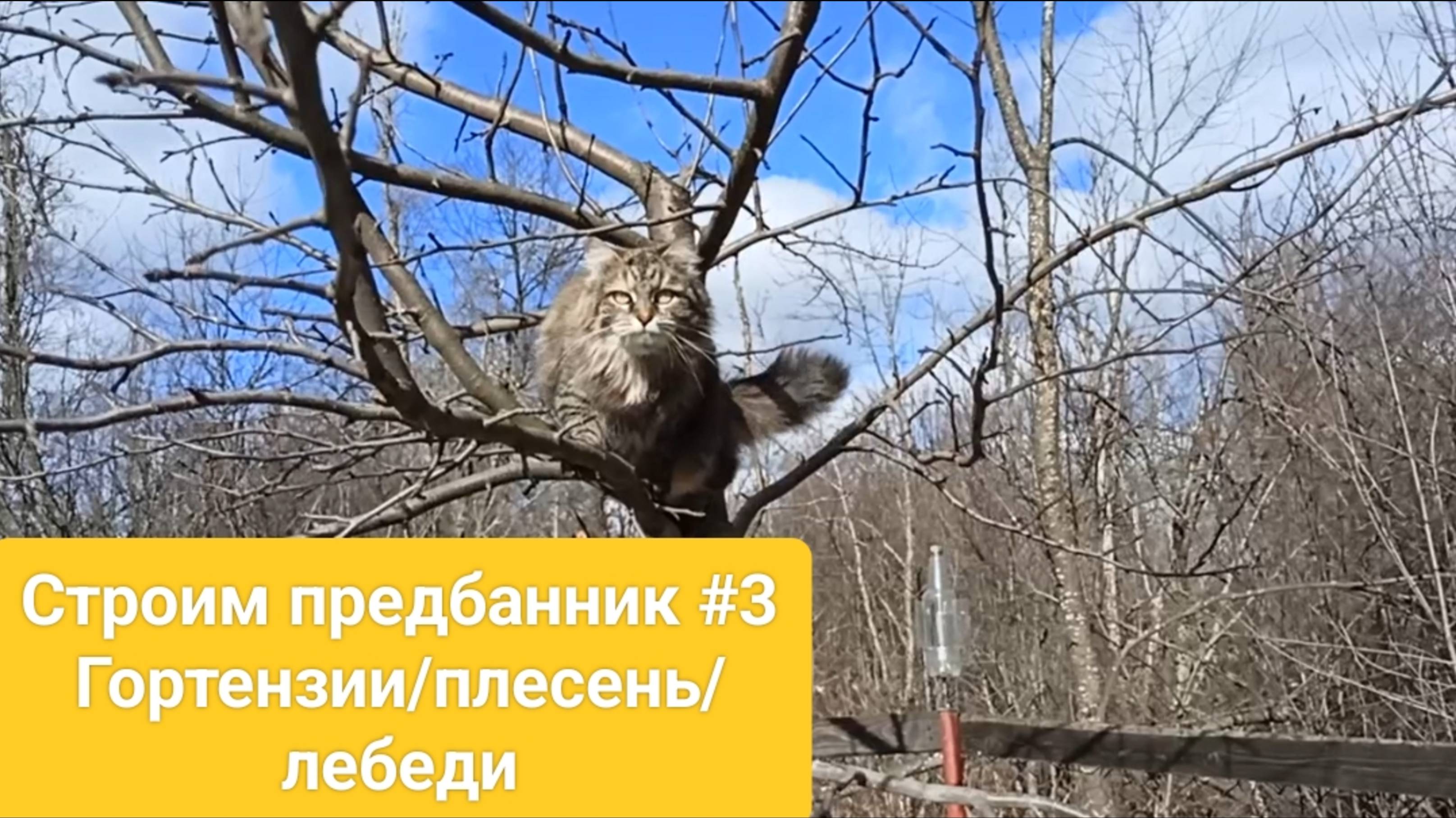 Строим предбанник #3
Гортензии/плесень/лебеди