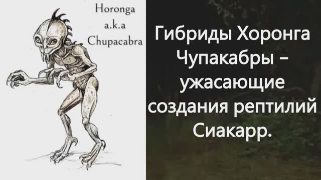Чупакабра - гибриды, созданные рептилоидами в качестве рабов.
