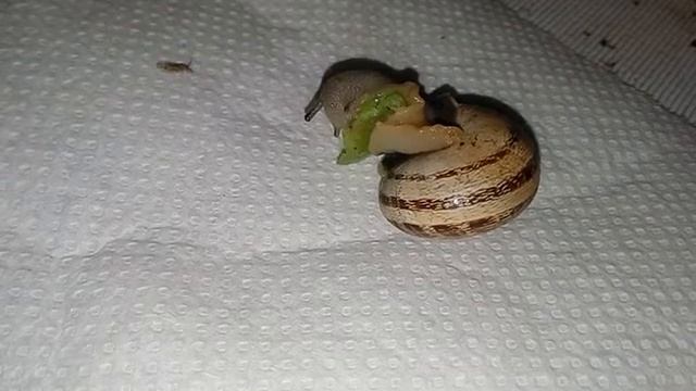 Улитка поедает зелёный горошек