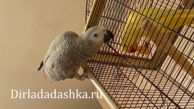 Яшка кушает мандарин, а Дашка смотрит и пристает (из жизни попугаев)