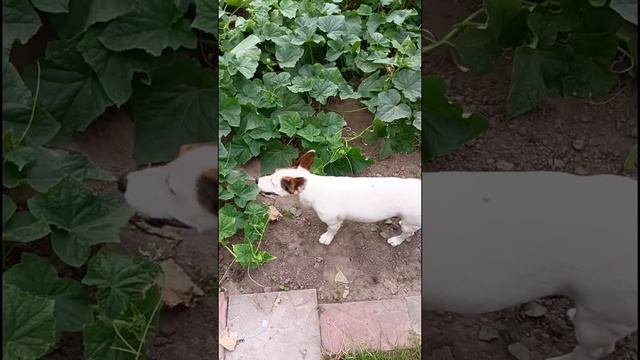 Джек рассел вегетарианец