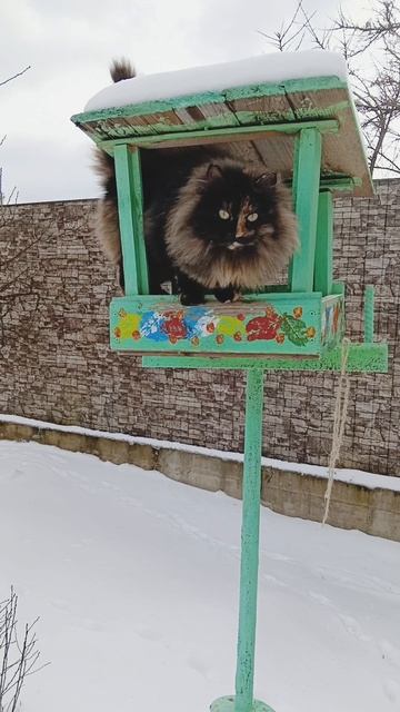 Чудеса дрессировки 🐱