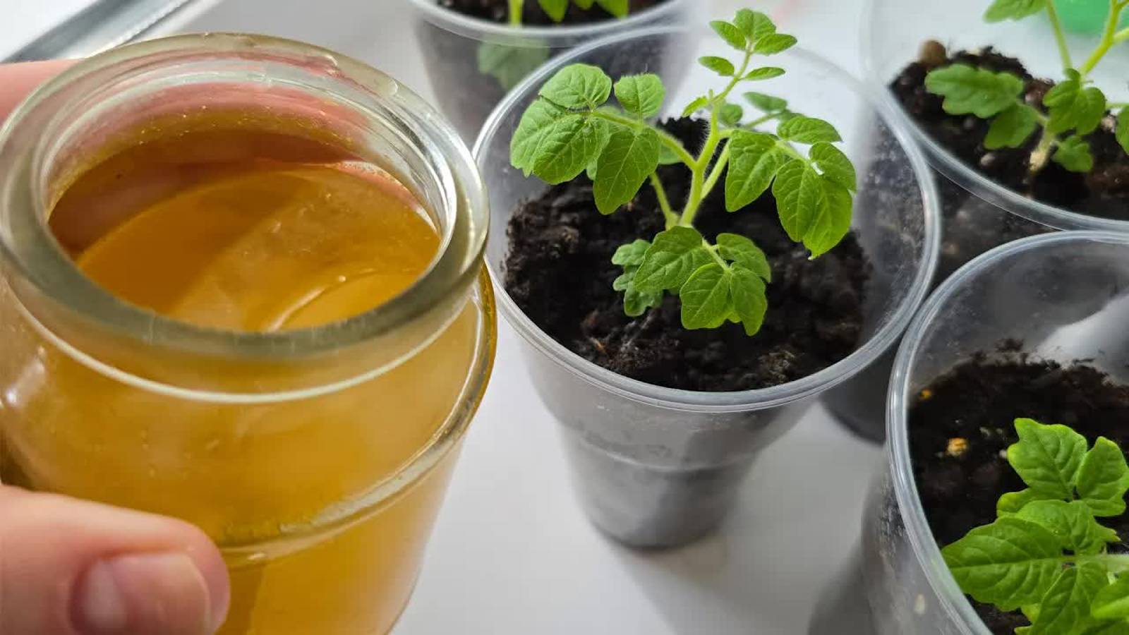 ДЛЯ МОЩНОГО РОСТА КОРНЕЙ И ОТ ВЫТЯГИВАНИЯ РАССАДЫ! СУПЕР ПОДКОРМКА ТОМАТОВ ПЕРЦЕВ И ОГУРЦОВ!