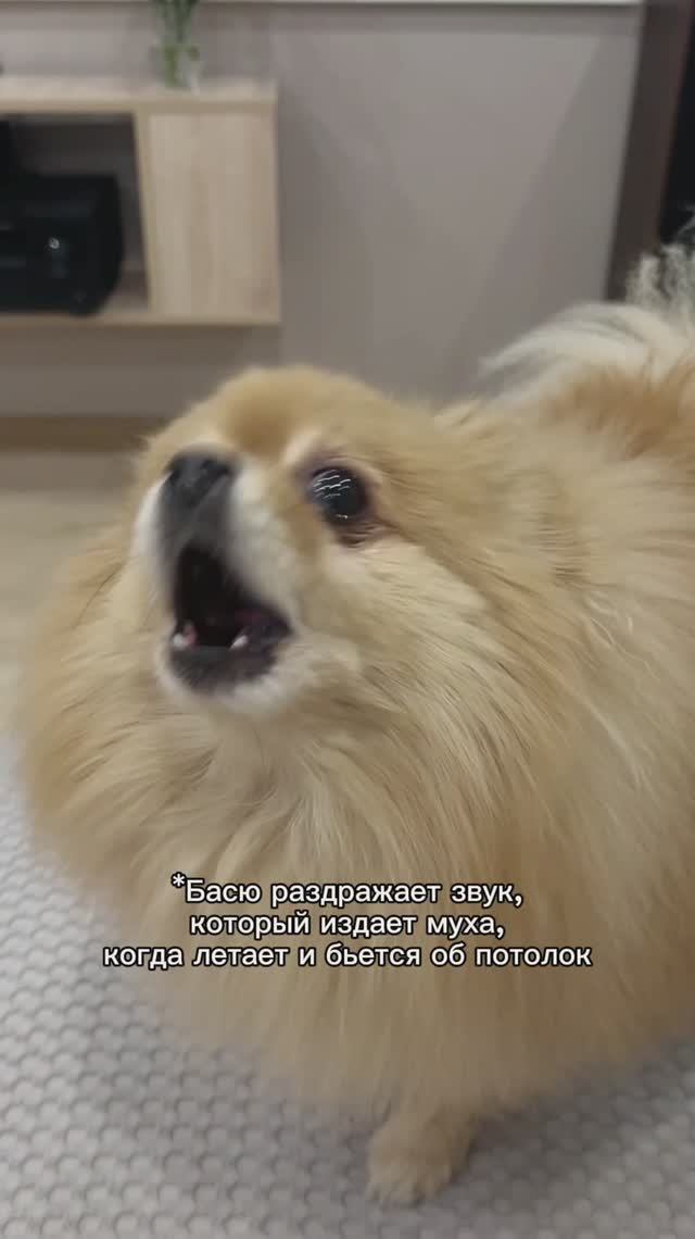 Бася напала на мартовскую муху!