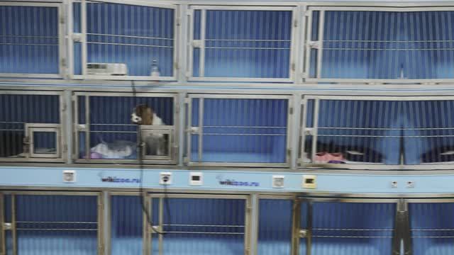 Стационар для животных. Зачем? Для чего? Как выбрать?