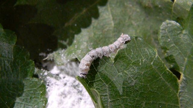 Прожорливая гусеница тутового шелкопряда