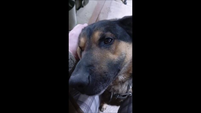 Собака.  Овчарка. Том..