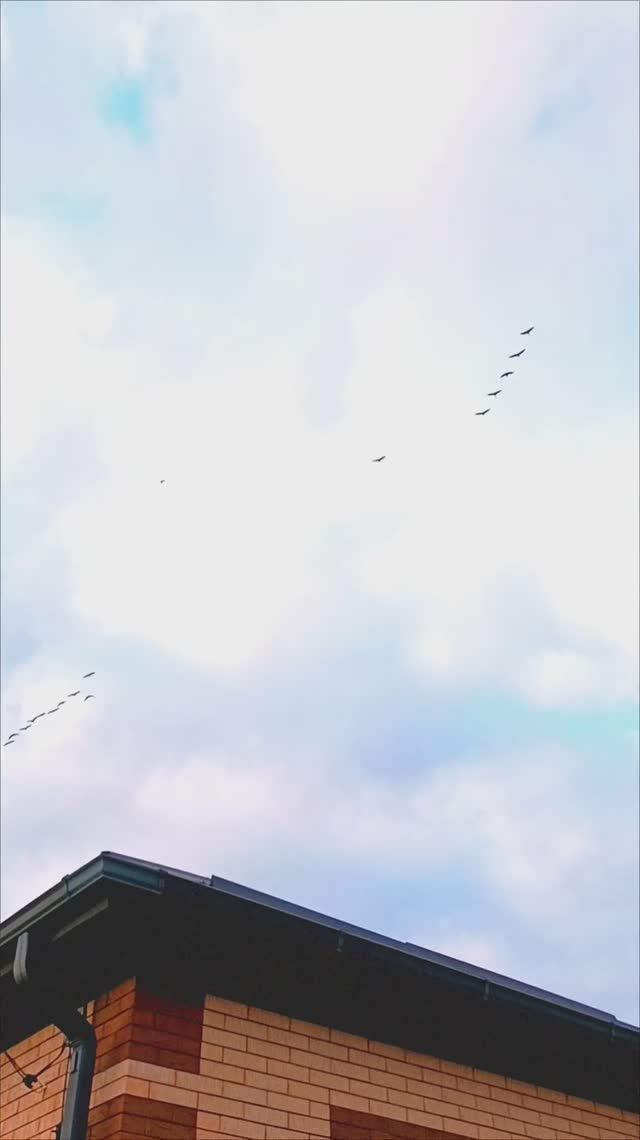 Летят утки! 20.03.2025#Shorts