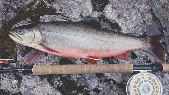 "КИНОТЕАТР РЫБОЛОВА" Лососи. Часть1