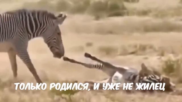 Мама спасает Малыша - Жизнь животных  - Зебры