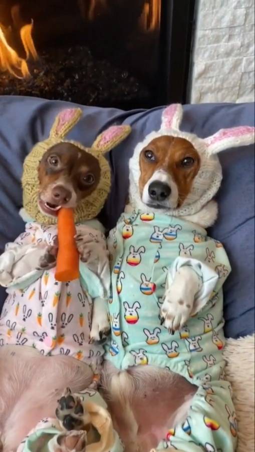 Смешные видео из интернет