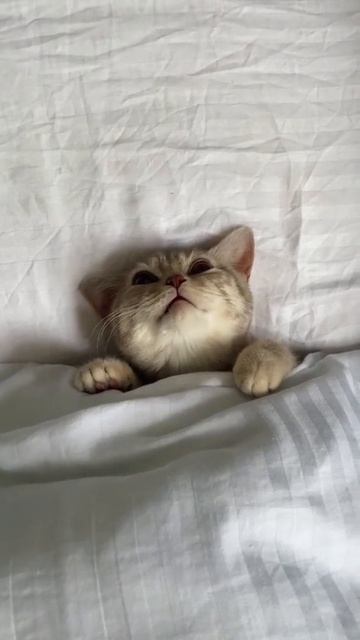 Кот зевает перед сном