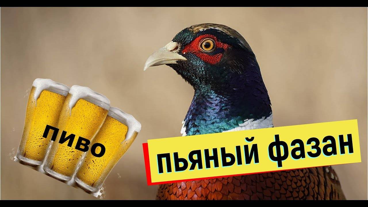 ФАЗАН ПОД ПИВОМ_МЯСО ФАЗАНА СТАНЕТ ОЧЕНЬ НЕЖНЫМ ЕСЛИ ЕГО ТАК ПРИГОТОВИТЬ #рецепты #дичь #мясо