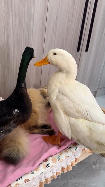 «Новый массажер нарасхват Питомцы любят массаж и отдых друг от друга»