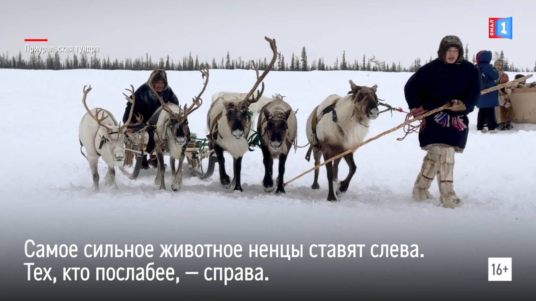 Гонки на оленьих упряжках